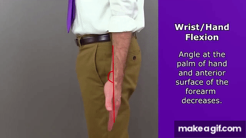 Body Movement Terms Anatomy | Body Planes of Motion | Synovial Joint ...