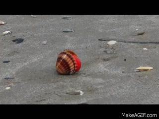 Adria - Seashell moving at the beach / Muschel bewegt sich am Strand on ...