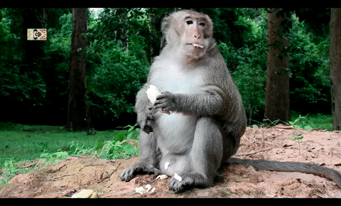 Monkey Eat Banana on Make a GIF