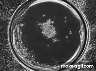 Establishment of a novel in vitro model of stratified epithelial wound ...
