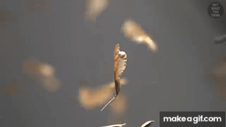 Why Helicopters Fall Like a Leaf, Not a Rock on Make a GIF