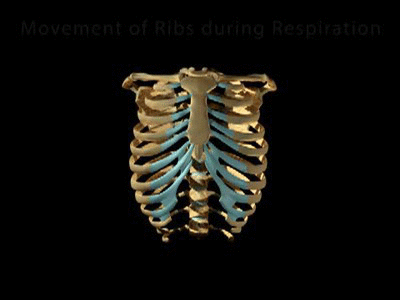 Thoracic cage movement on Make a GIF
