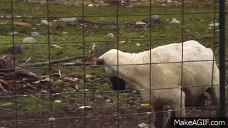The Screaming Sheep (Original Upload) on Make a GIF
