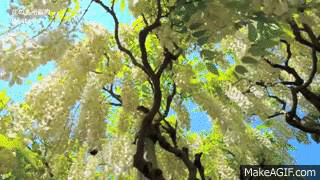 WISTERIA on Make a GIF