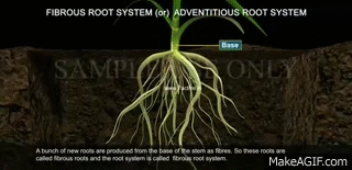 ROOT SYSTEM on Make a GIF