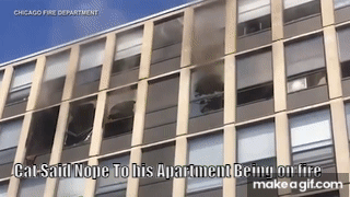 Cat jumps out 5th floor window, survives fall during Englewood fire on ...
