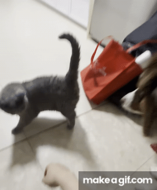 swipe on Make a GIF