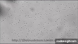 Listeria monocytogenes tumbling motility on Make a GIF