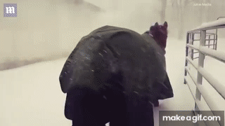 Horses immediately regret running out of barn into the snow - Daily ...