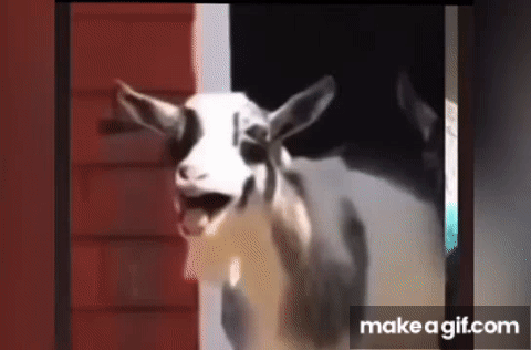 Goats 🐐 Funny Laughing 🤣 Meme / Copyright Free on Make a GIF