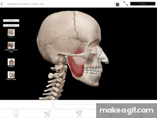 Learn@Visible Body - Mandible Protraction and Retraction on Make a GIF