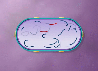 Generalized Transduction (Bacterial Recombination) on Make a GIF