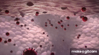 Antigenic Drift: How the Influenza Virus Adapts on Make a GIF