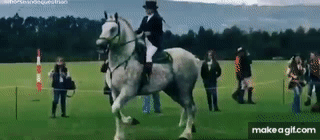 Beautiful walk Percheron on Make a GIF