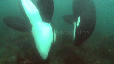 new zealand orcas on Make a GIF