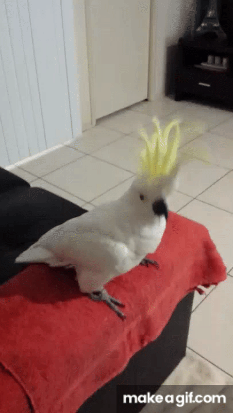 Cockatoo dancing to "Happy" by Pharrell Williams. on Make a GIF