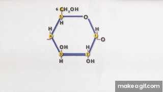 Polysaccharides: the large carbohydrates you want to meet on Make a GIF