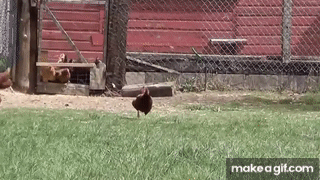 Running Chickens on Make a GIF