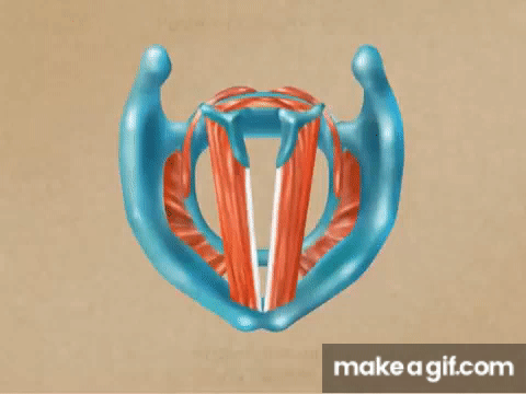 How the Larynx Produces Sound on Make a GIF