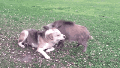 Dog and Javelina Playing Together. [video] on Make a GIF
