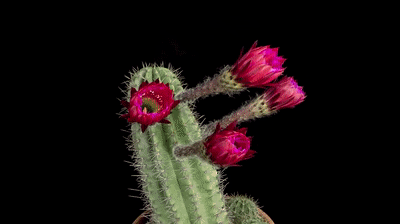 Time-Lapse: Beautiful Cacti Bloom Before Your Eyes | Short Film ...