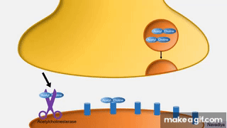 Acetylcholinesterase Enzyme on Make a GIF