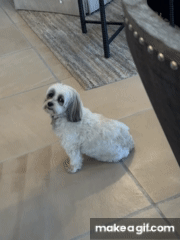 Dog on Make a GIF