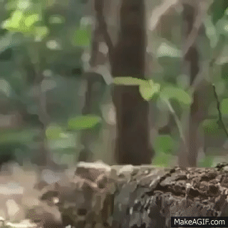 Lemme Smash Bird on Make a GIF