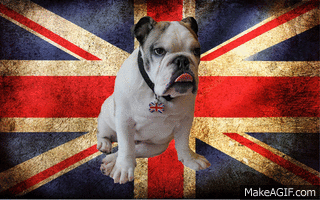 Hitchcock the British bulldog! on Make a GIF