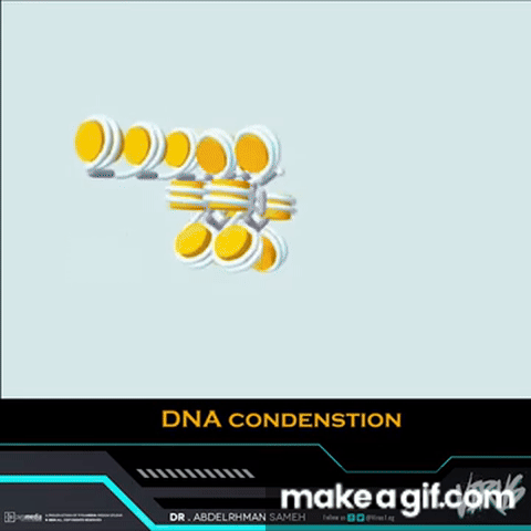 DNA condensation تكثيف الDNA on Make a GIF