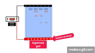 Agarose gel electrophoresis (Animation) on Make a GIF
