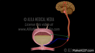 Micturition Reflex - Neural Control of Urination Animation Video. on Make a GIF