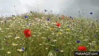 Wild flower Meadow on Make a GIF
