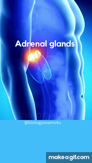 Adrenal gland | Adrenaline, Cortisol | Endocrine System on Make a GIF