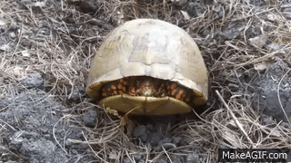 Shy Box Turtle Comes Out of Shell on Make a GIF