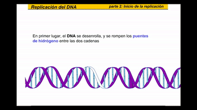 Replicacion del DNA (Español) on Make a GIF