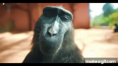 Monkey Rizz (Edit) on Make a GIF