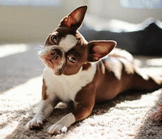 dog cats on Make a GIF