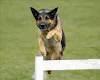 german shepherd dogs jumping on Make a GIF