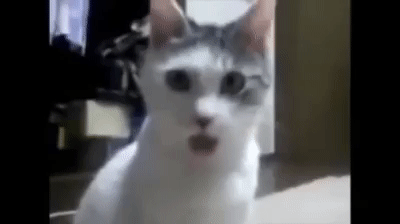 Epic animal bloopers | Epische dieren bloopers on Make a GIF