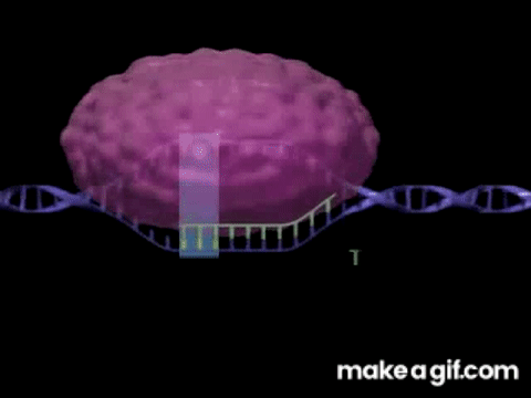 Transcription | RNA synthesis | RNA polymerase on Make a GIF