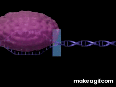 Transcription | RNA synthesis | RNA polymerase on Make a GIF