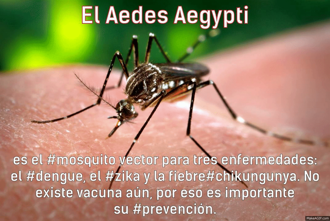 #mosquito #dengue #zika #chikungunya #prevención on Make a GIF