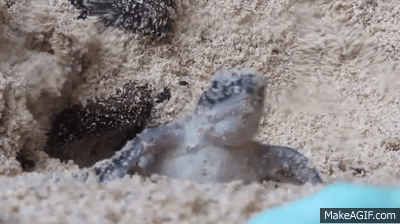 Christmas Island National Park -- Green sea turtle hatchling on Make a GIF