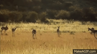 Springbok pronking on Make a GIF