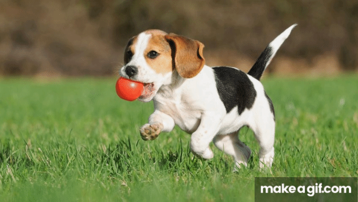 Dog on Make a GIF