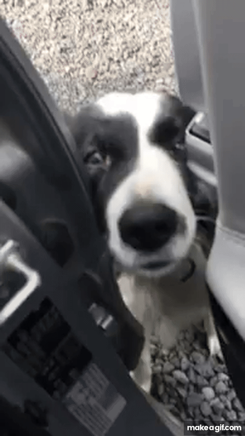 Dog’s nose close up sniffing on Make a GIF