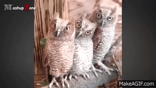 Owl - A Funny Owls And Cute Owls Compilation || NEW on Make a GIF