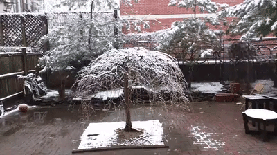 Backyard Snow on Make a GIF