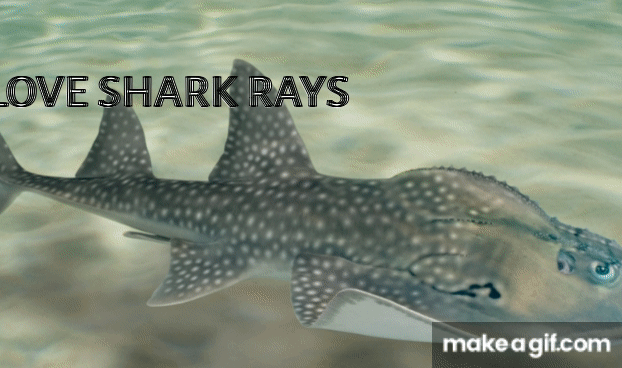Shark ray on Make a GIF